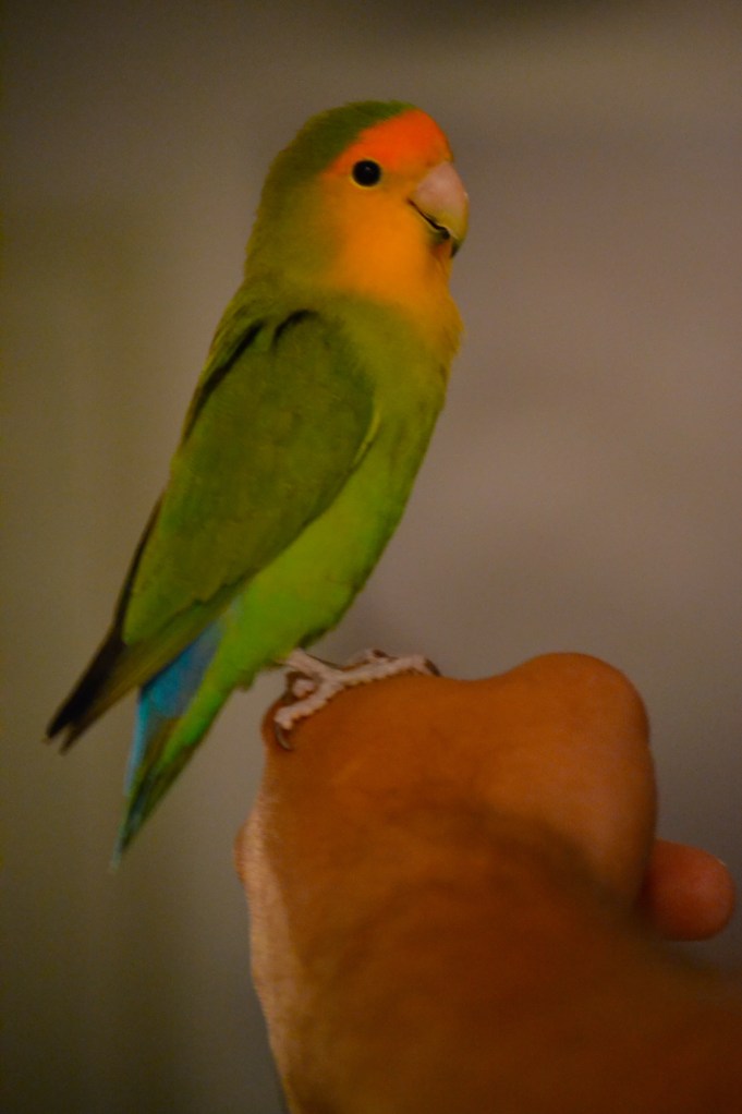 Love Birds | A Daisy Garden